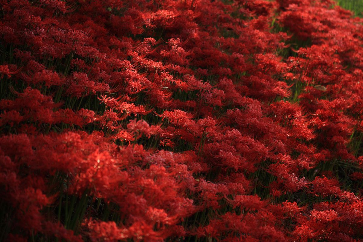 曼珠沙華の色 | GANREF