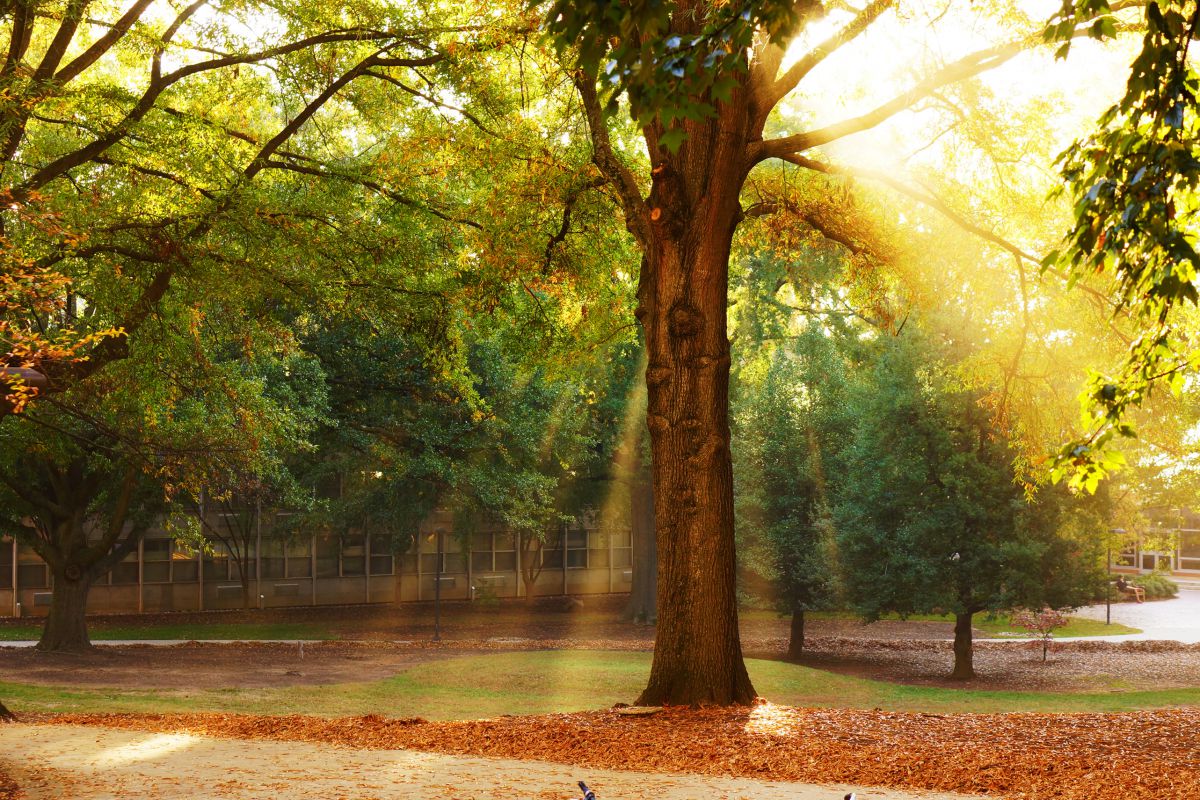 good morning | GANREF