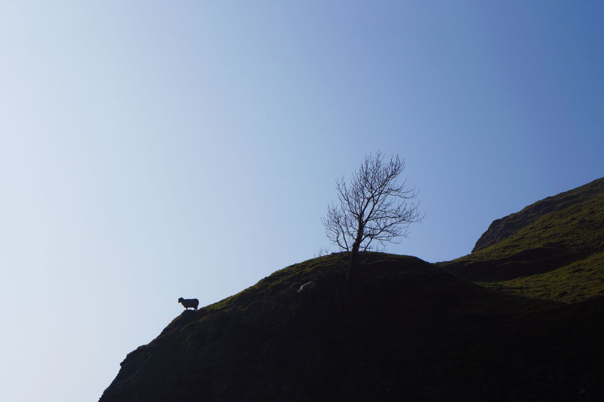 The Sheep King | GANREF