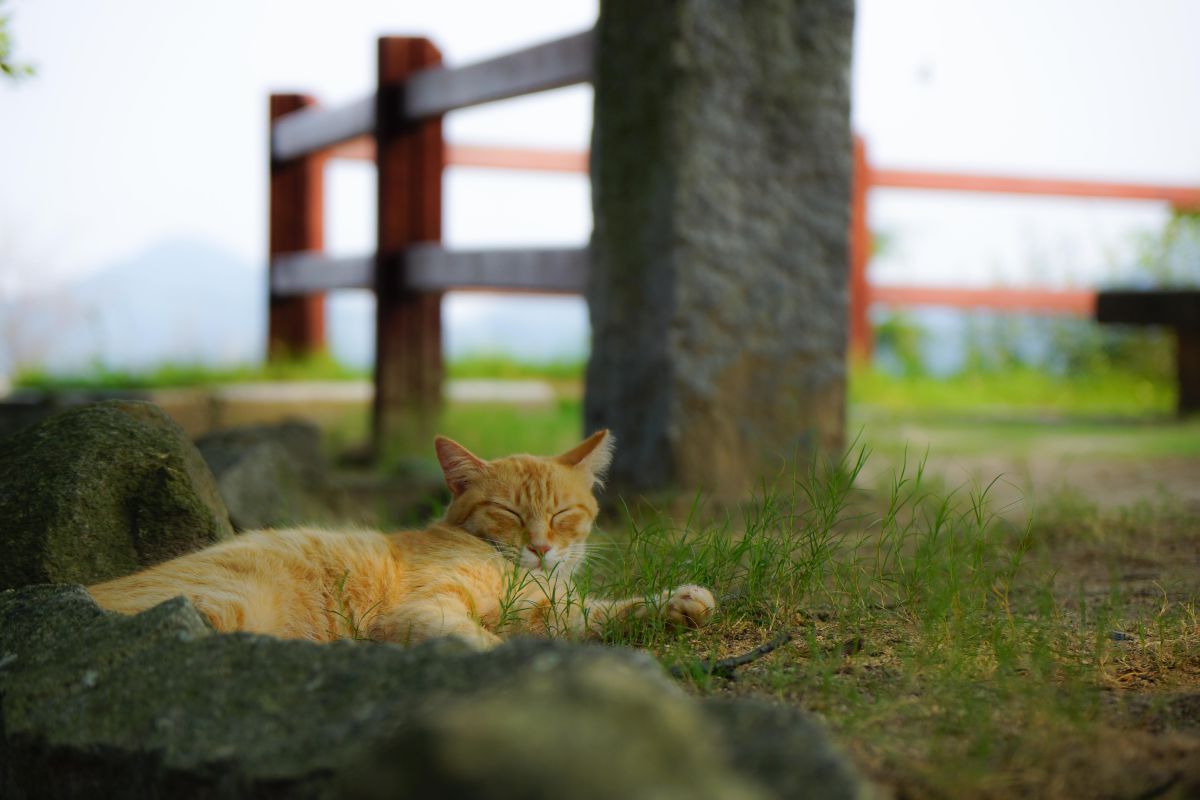 むニャむニャ | GANREF