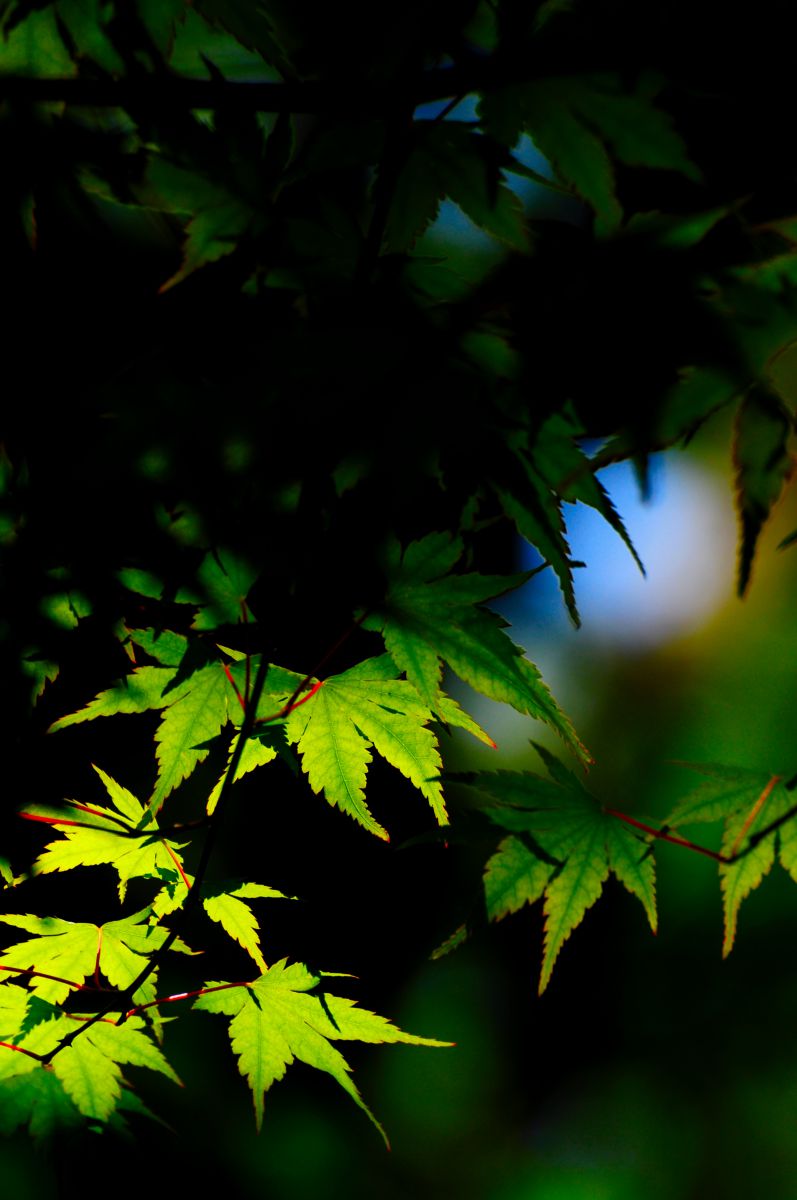 summer leaf | GANREF