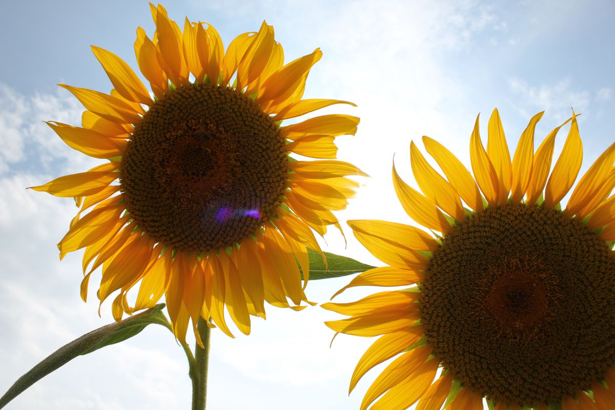 SUN・SUN・SUN | GANREF