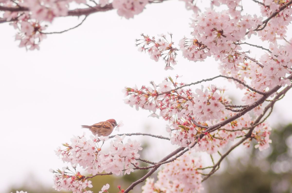 すずめの花摘み | GANREF