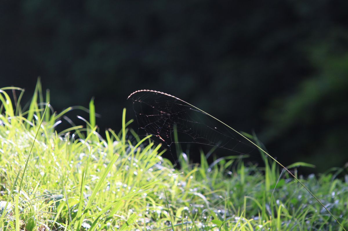 夏の日05 | GANREF