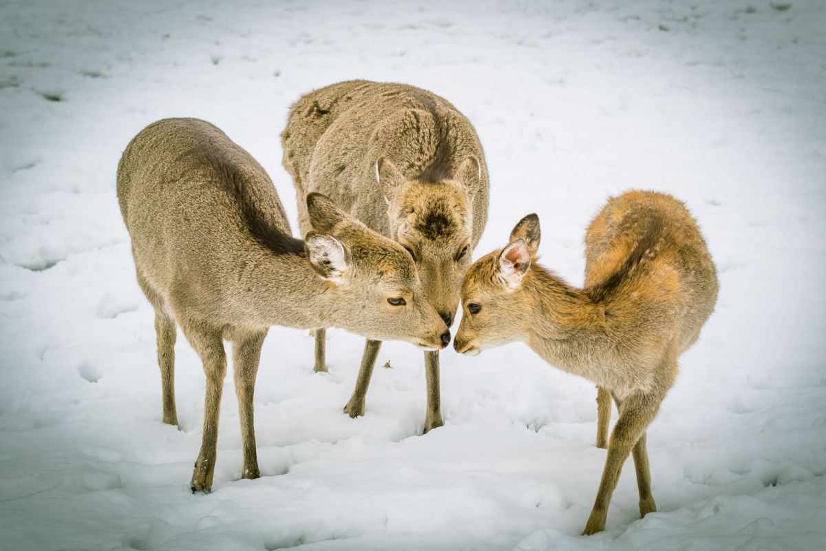 Do you not cold? | GANREF