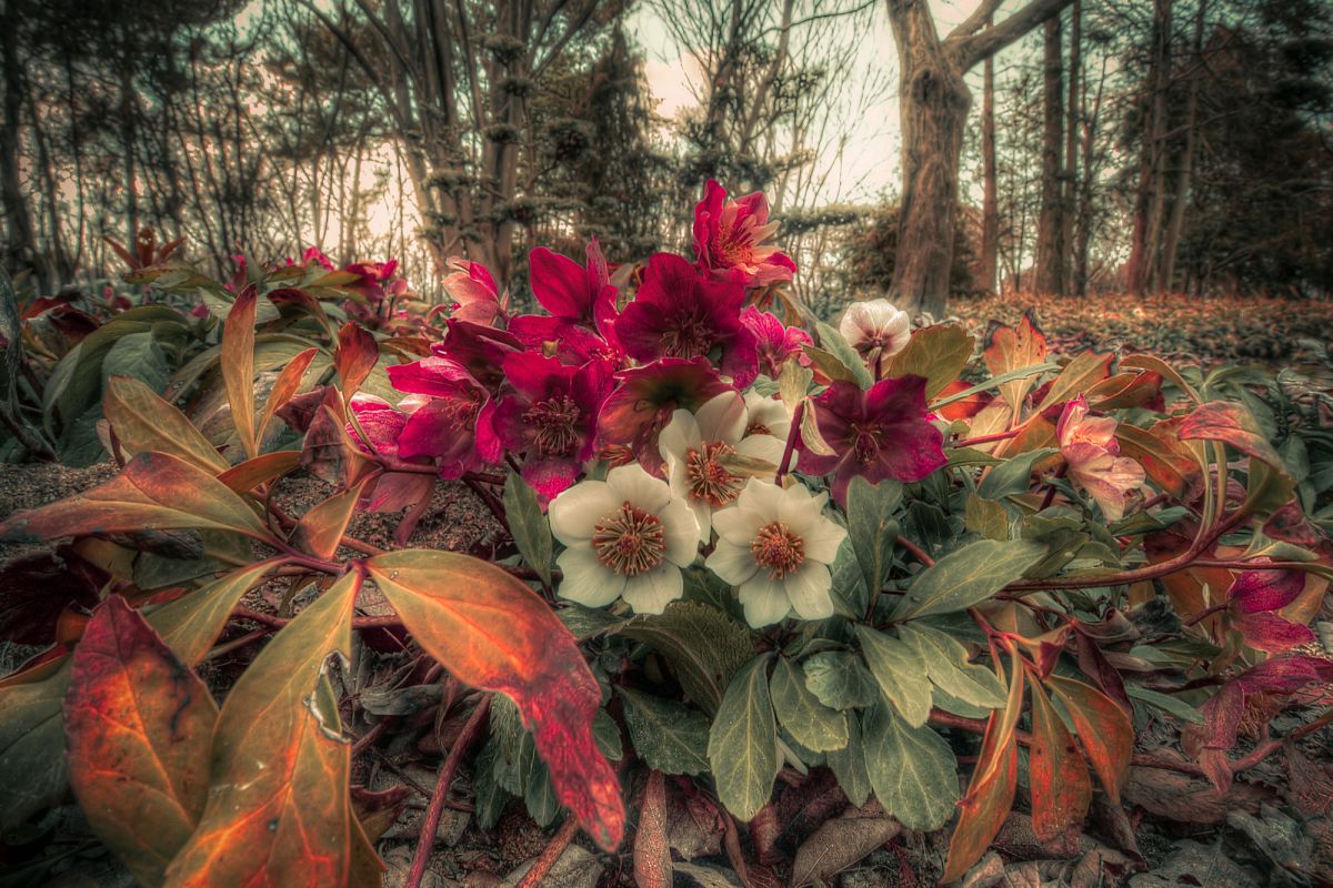 Christmas rose | GANREF