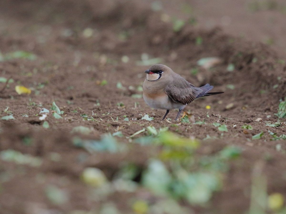 初鳥を初撮りシリーズ（58） | GANREF