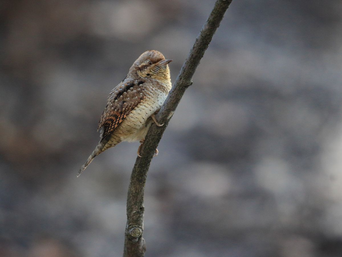 初鳥を初撮りシリーズ（57） | GANREF