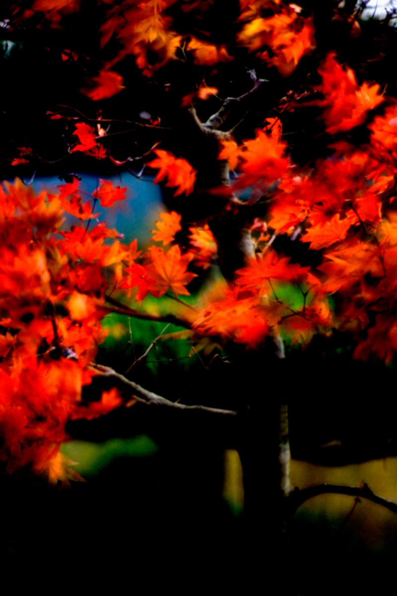 Vividness Autumn | GANREF