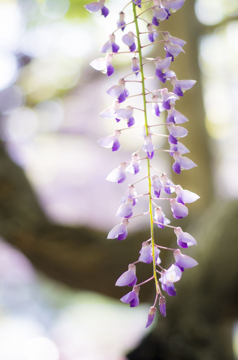 Airy Purple | GANREF