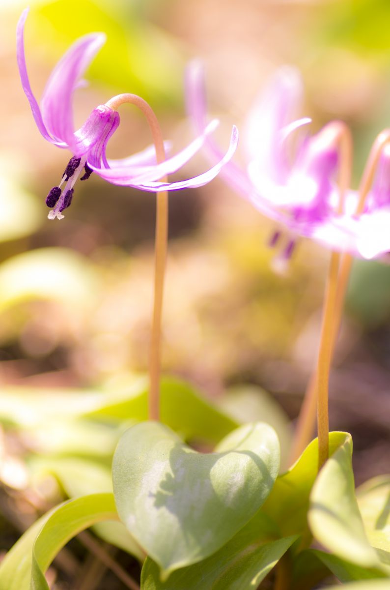 穏やかな日に | GANREF