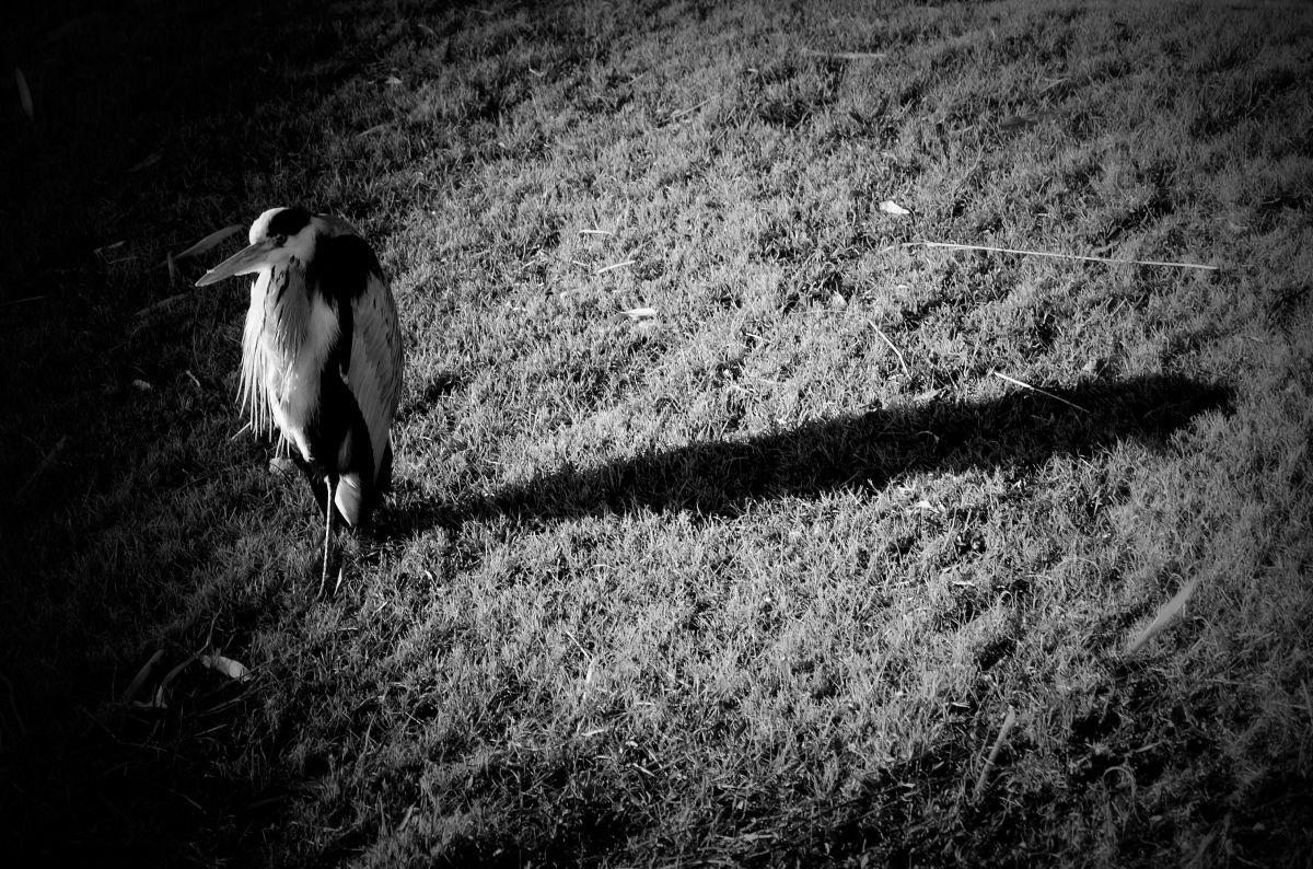 STAND ALONE | GANREF