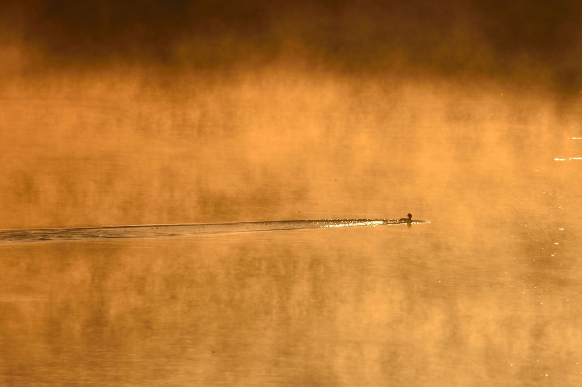 Morning Orange | GANREF