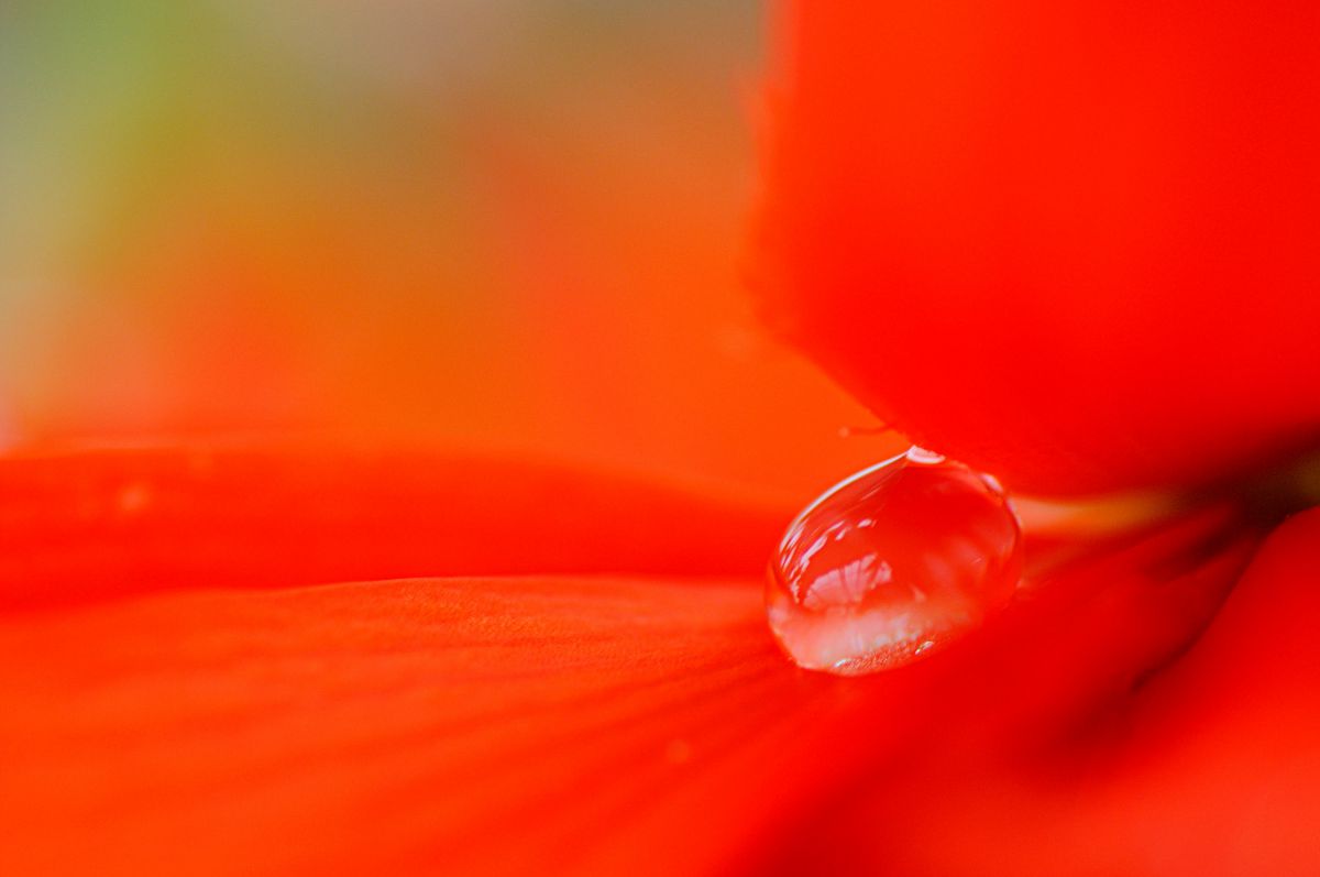 Red Drop Come on ! | GANREF