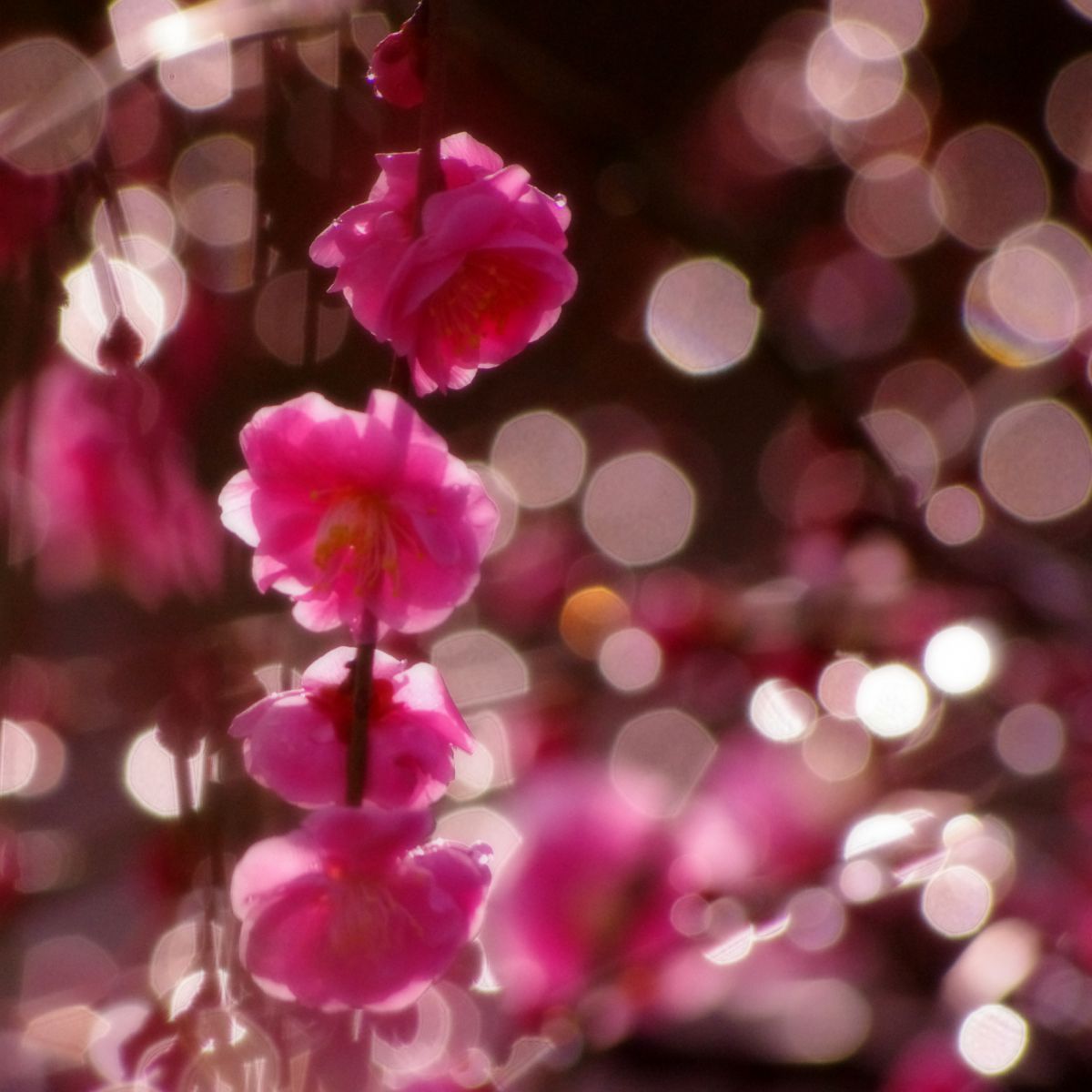 Rain Drops♪ | GANREF