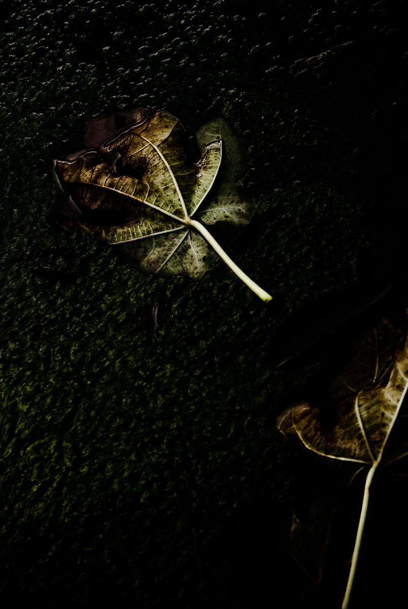 FALLEN LEAVES | GANREF