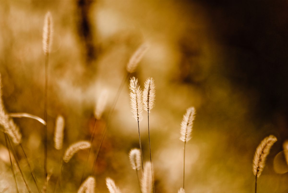 NATURAL ART | GANREF