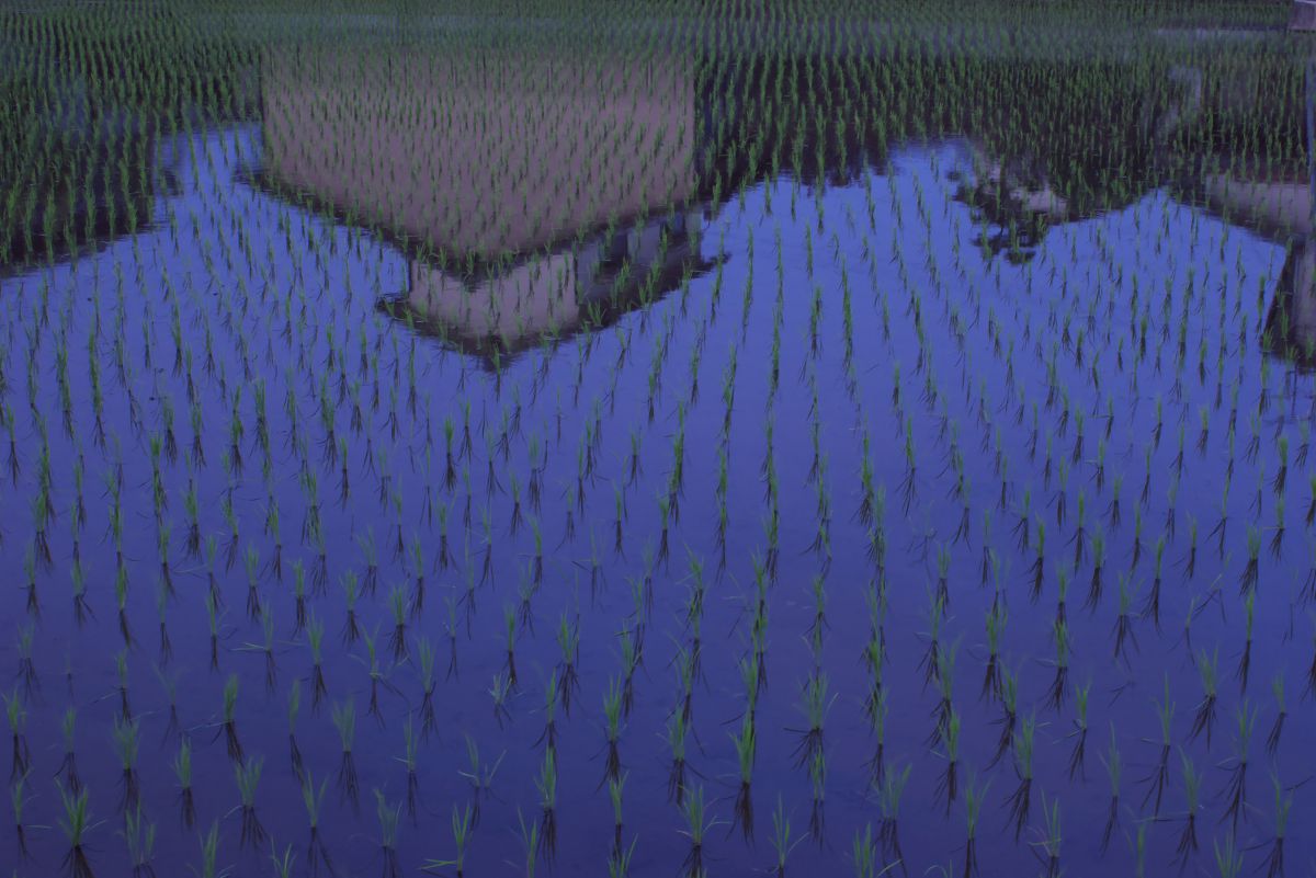 JAPANESE BLUE | GANREF