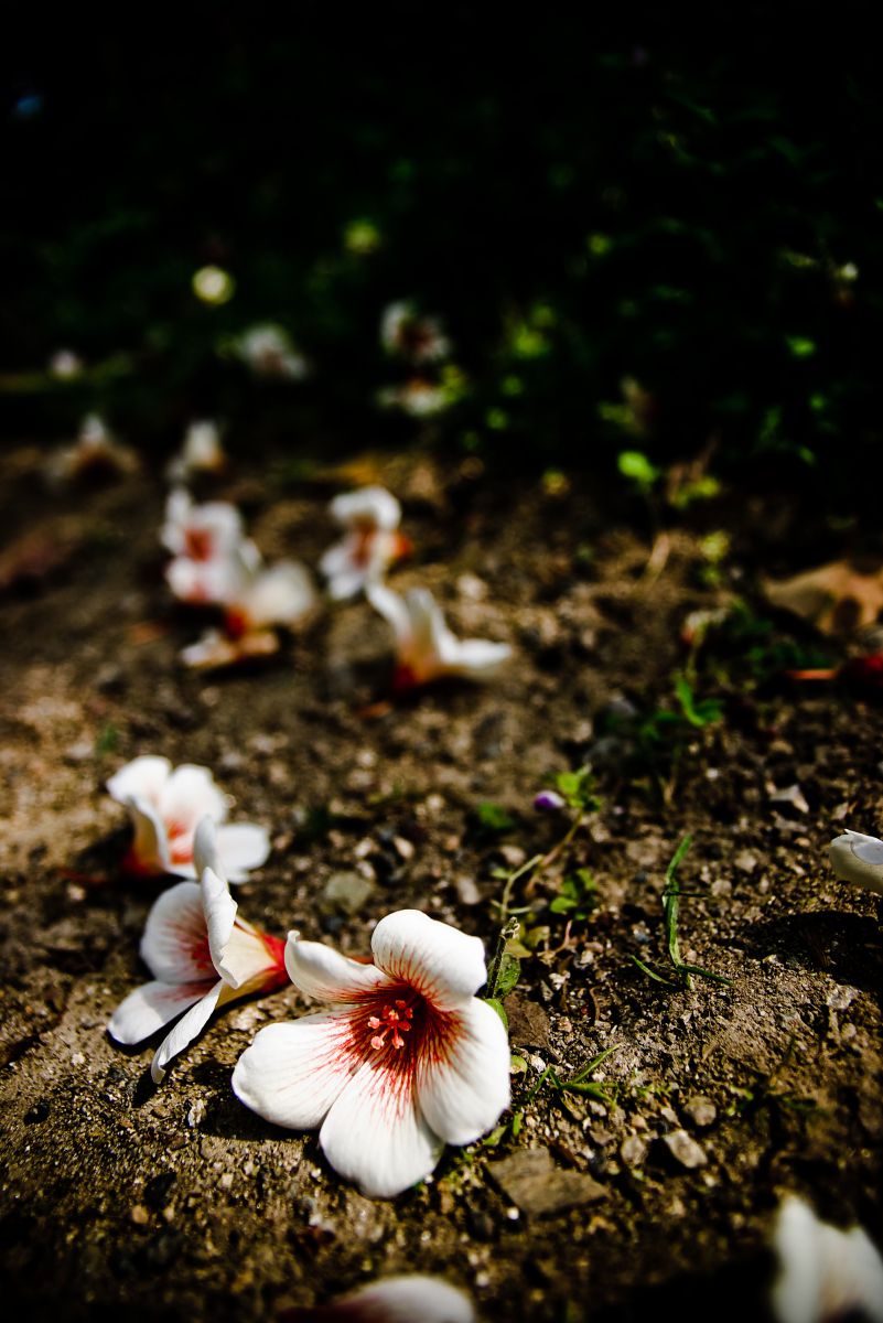 NEXT GENERATION | GANREF