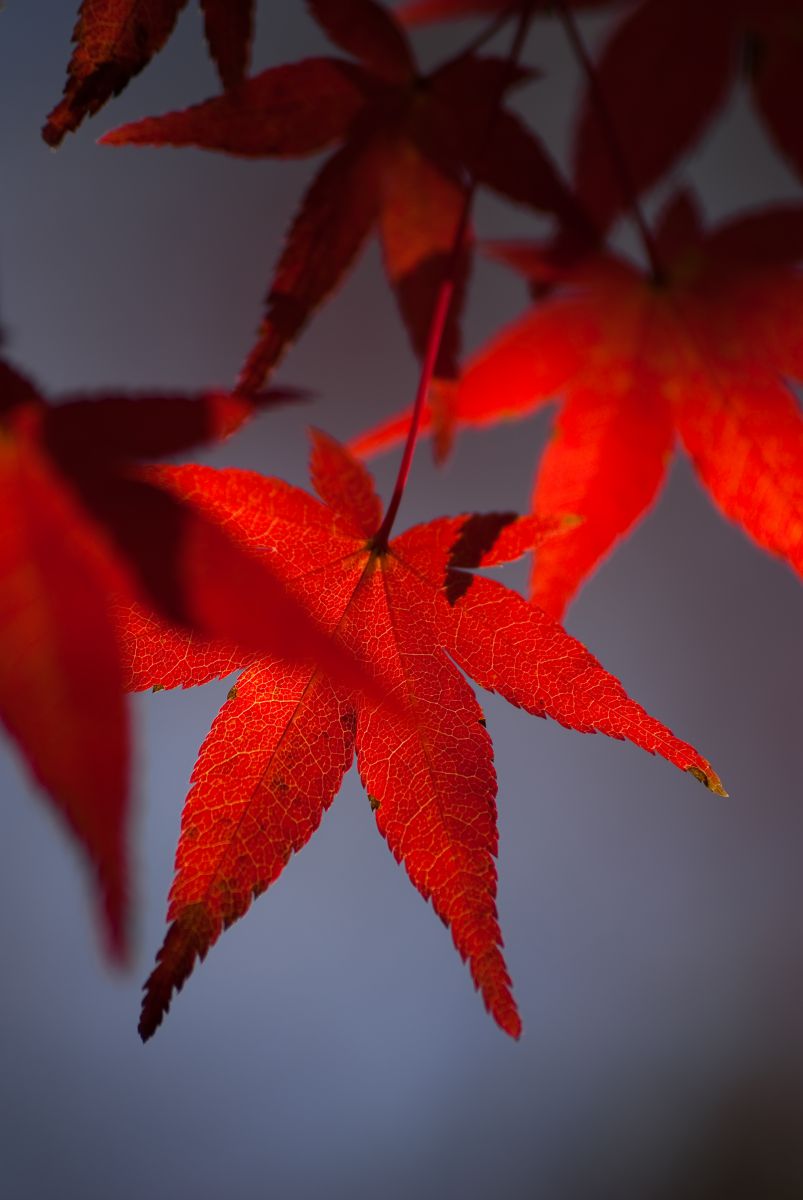 RED LEAVES | GANREF