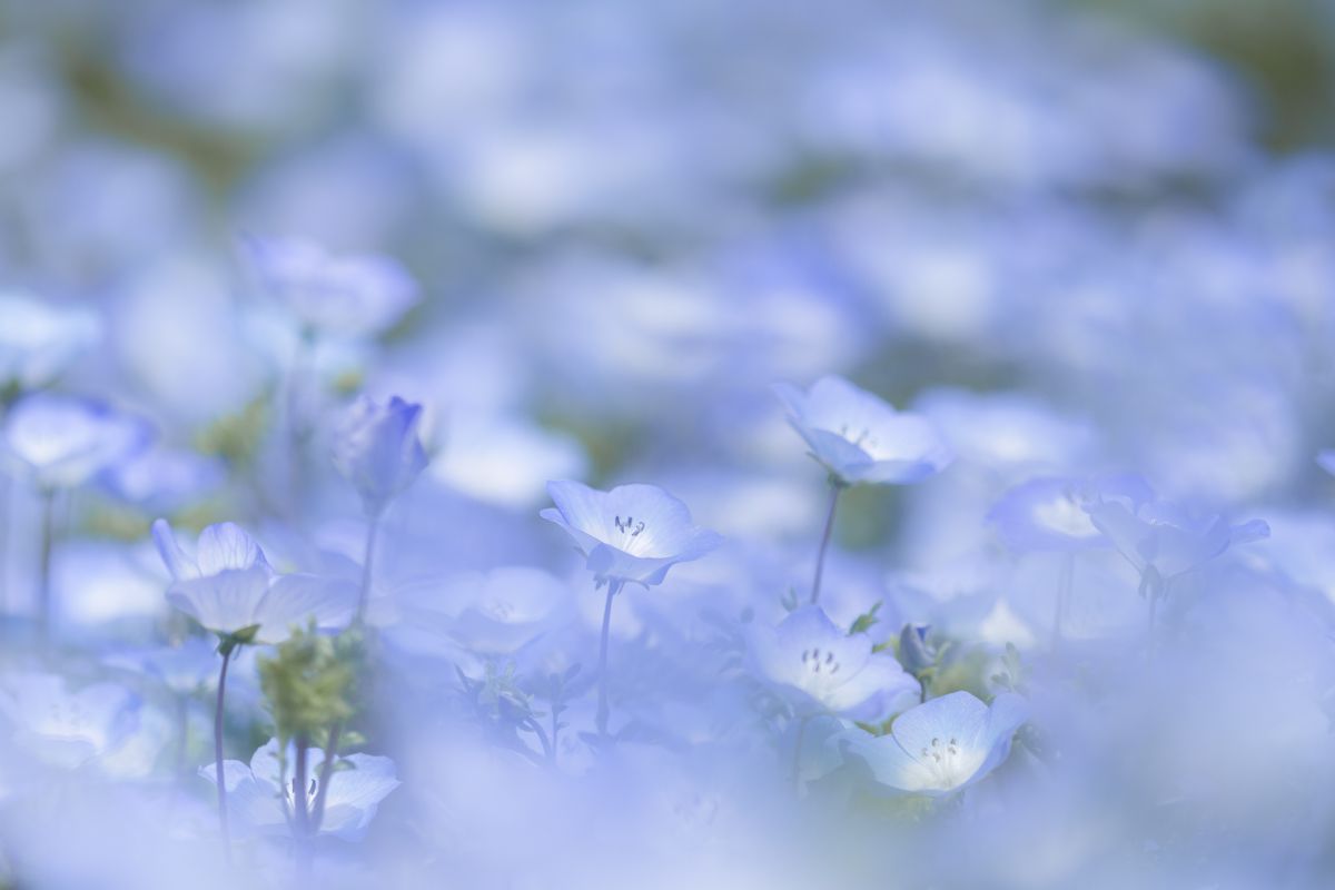 薄紫の微笑み | GANREF