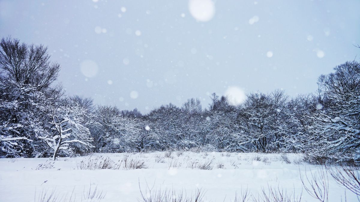 SNOW 2S.jpg | GANREF