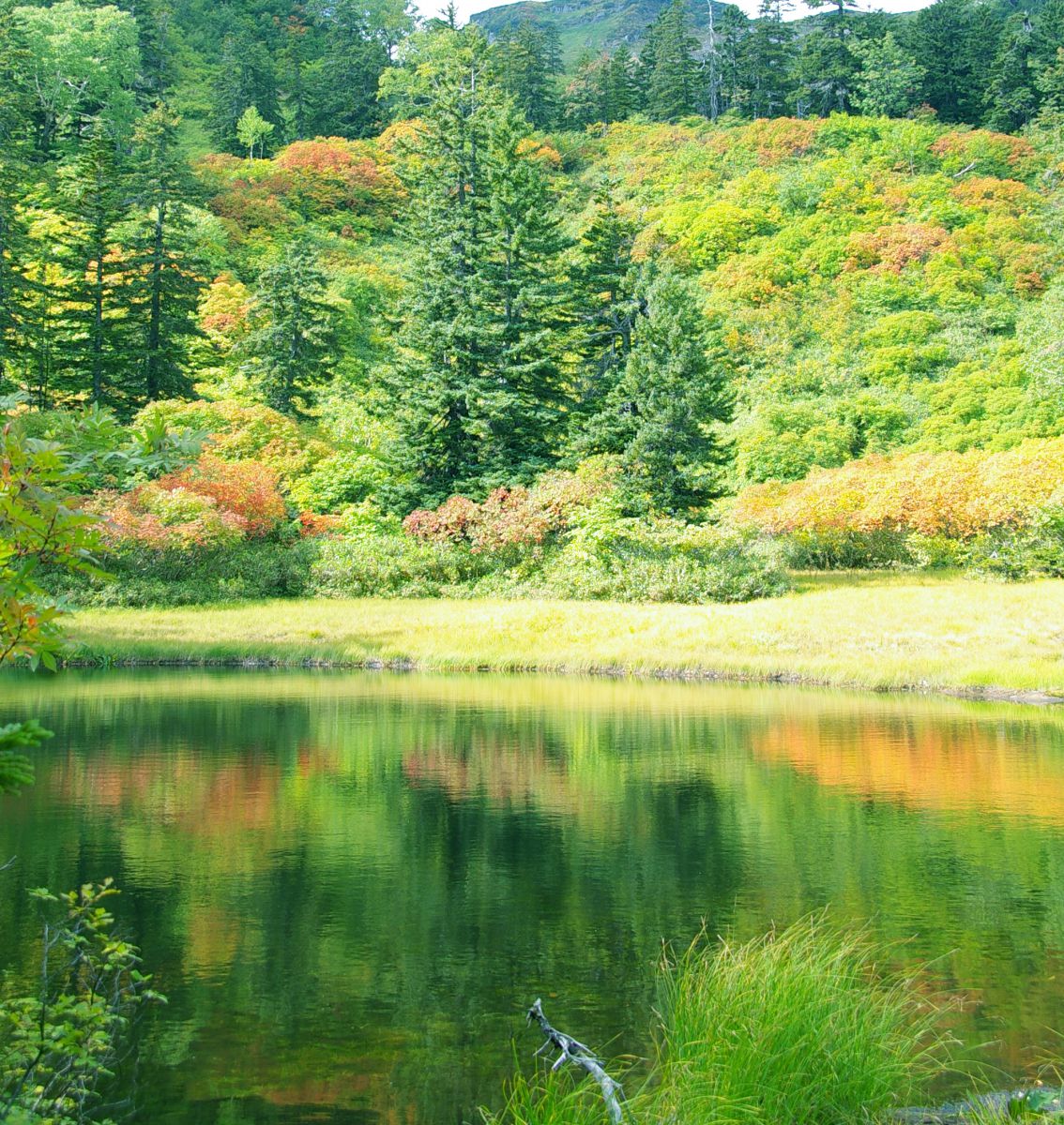 GREEN GREEN | GANREF