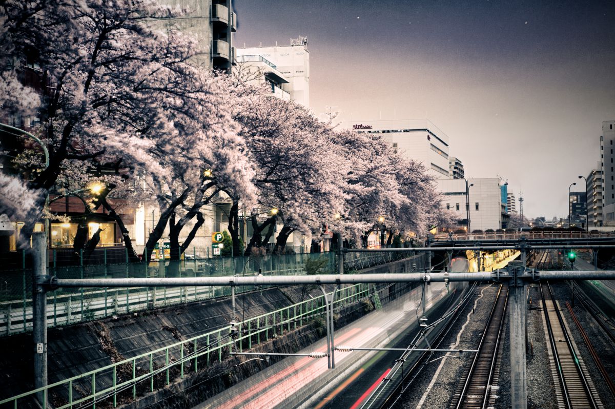 Sakura in the dark | GANREF