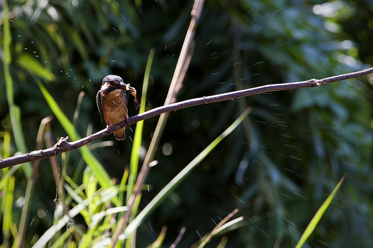 Blue Bird is Aggressive | GANREF