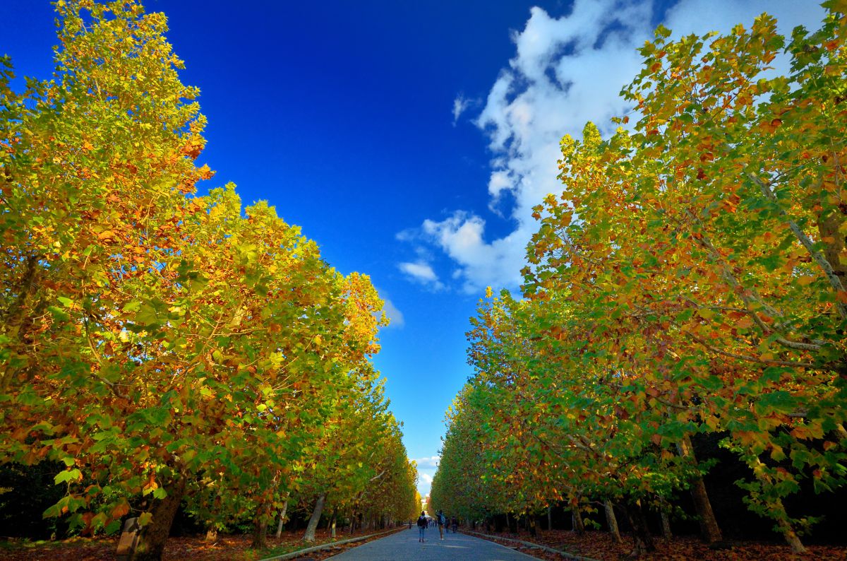 Autumn Road | GANREF