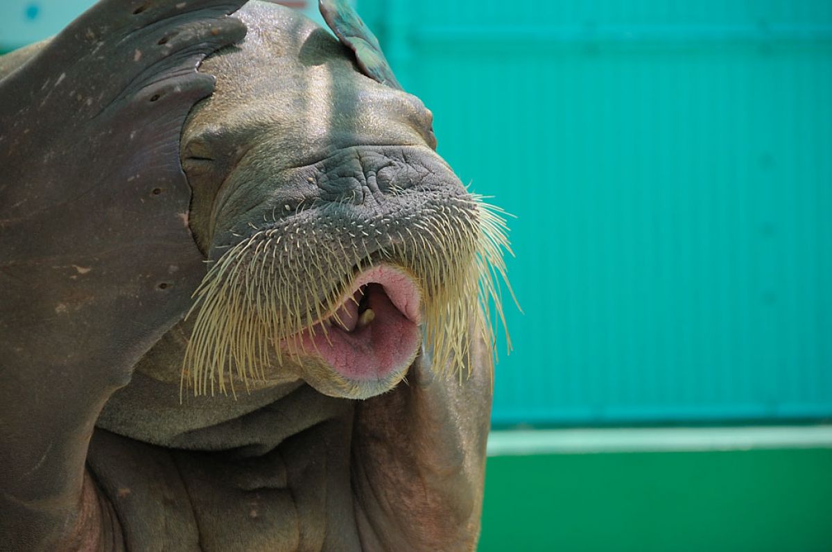 Oh!!ノォォォ～!! | GANREF