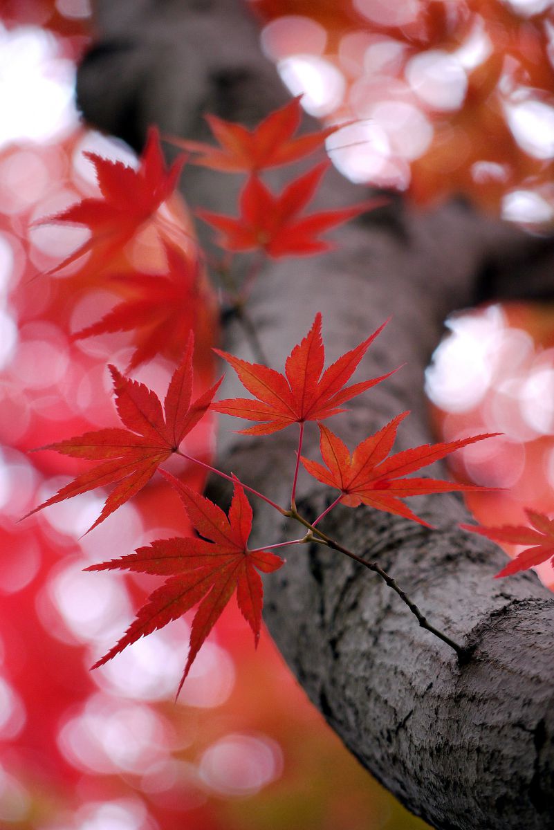 Autumn colors | GANREF