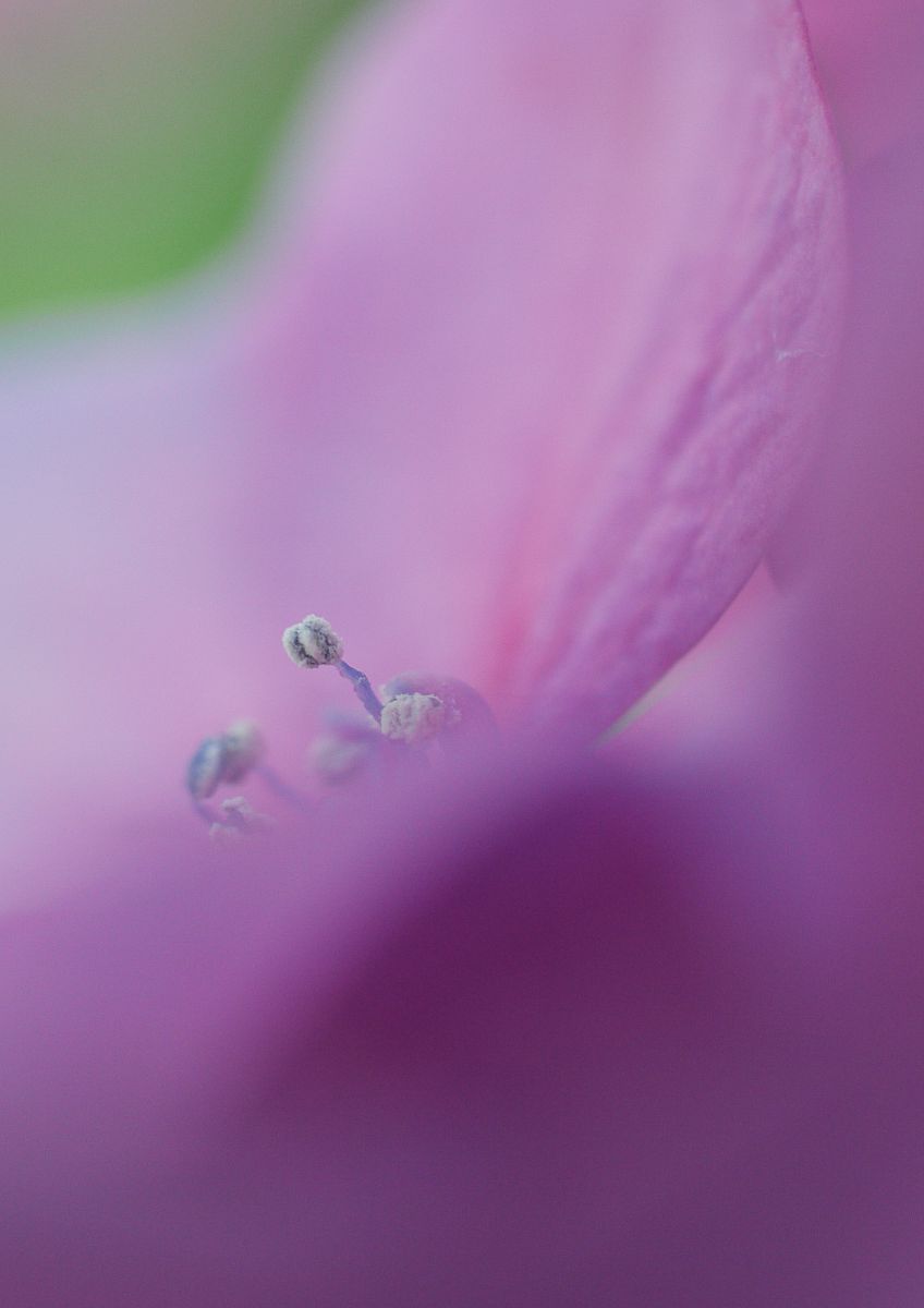 しとやかに | GANREF