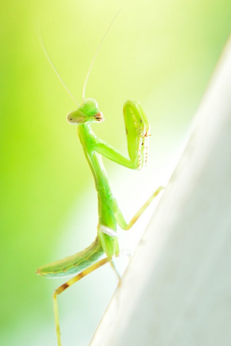 The Tiny Hunter | GANREF