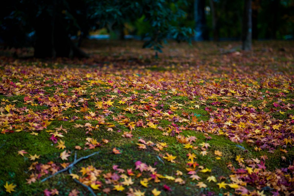 Fascinatingly Elegant | GANREF