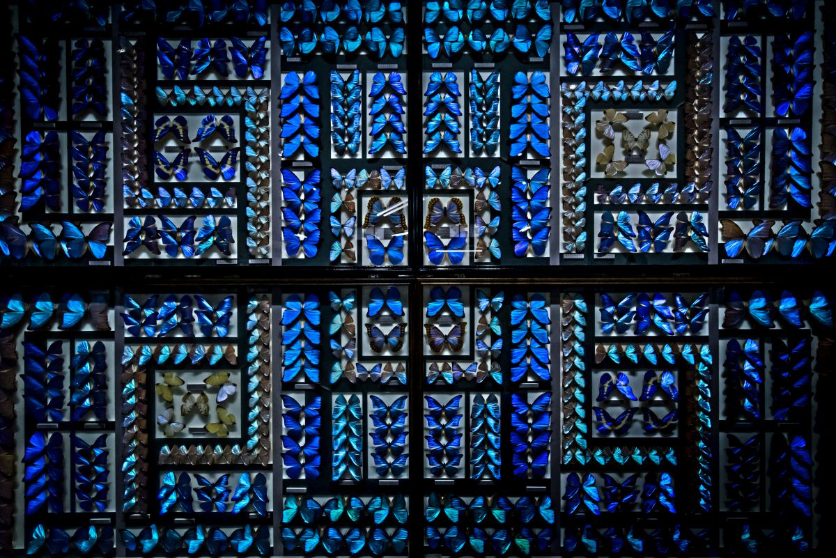 blue mosaic | GANREF