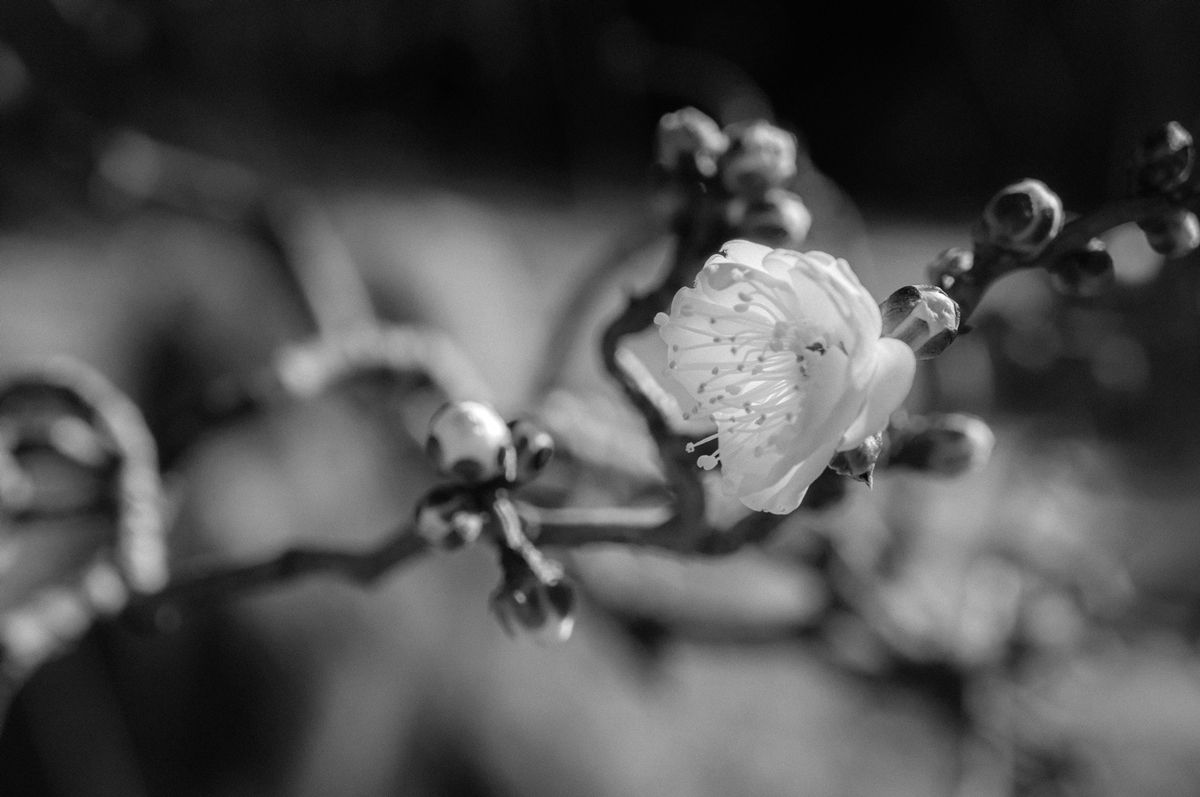 東風吹かば | GANREF