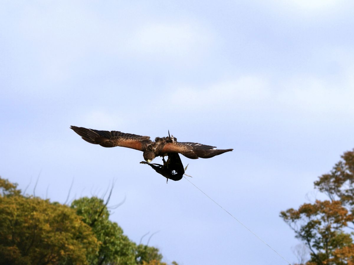 Circus Catch!! | GANREF