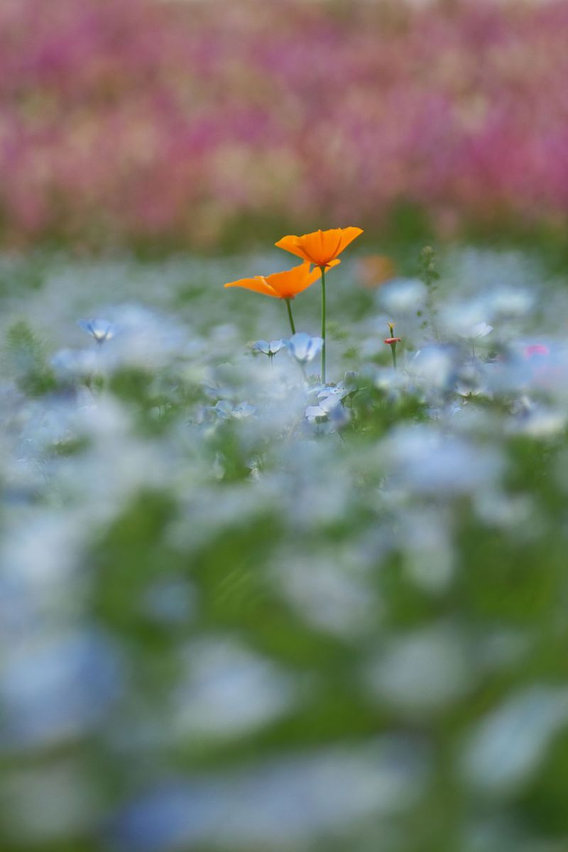 世界は2人のために | GANREF