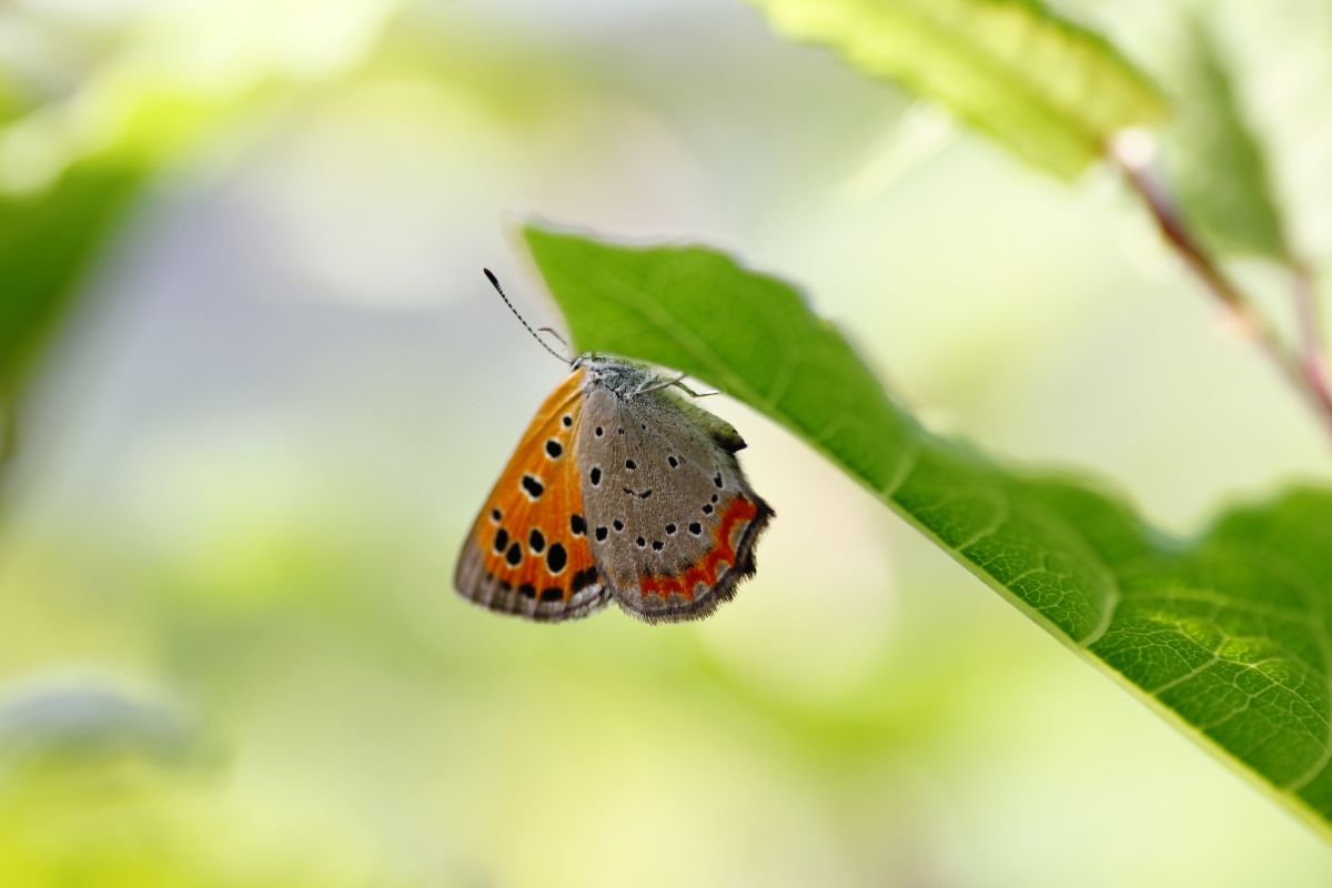 first contact. | GANREF