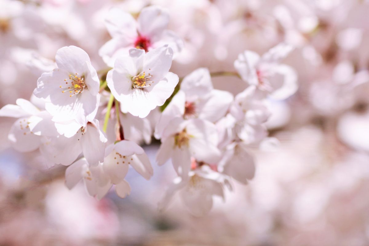 mellow pink | GANREF