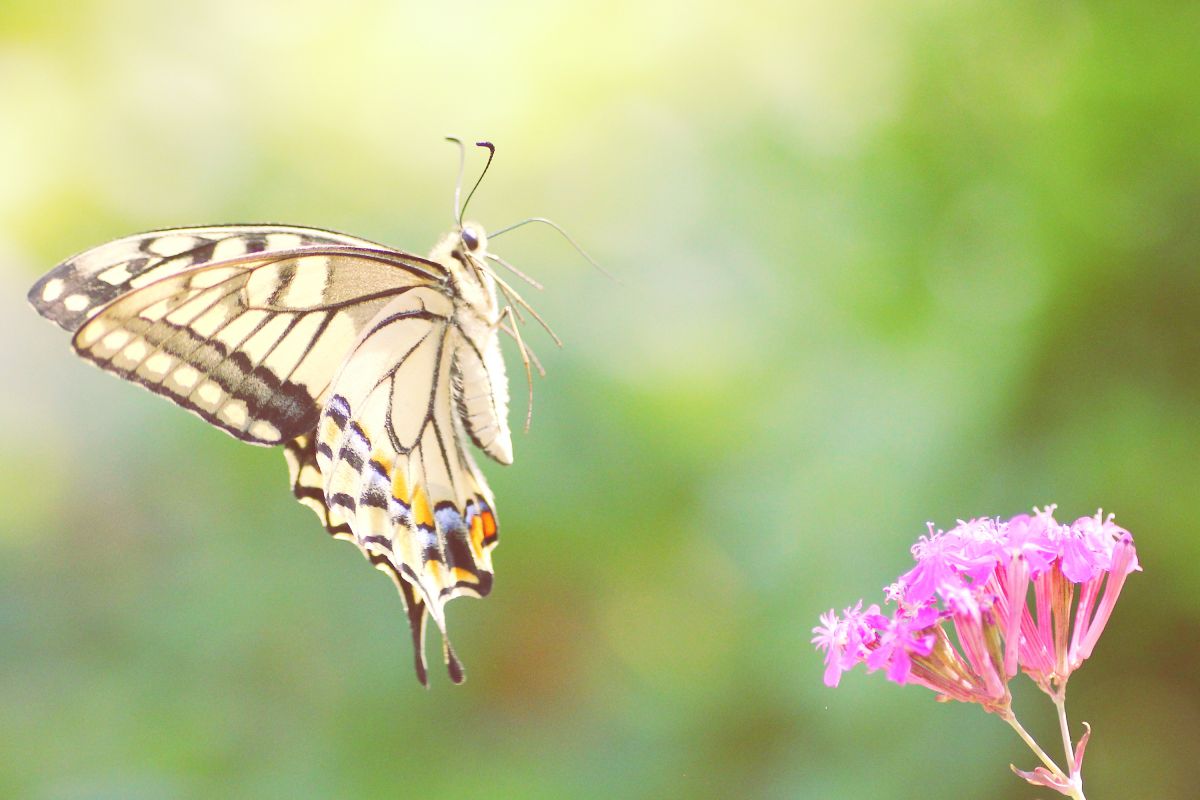 yellow swallowtail. | GANREF