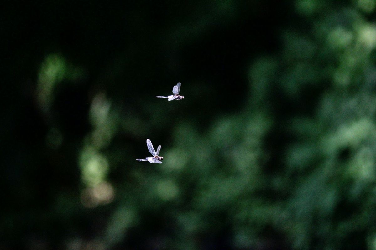 Formation flight. | GANREF