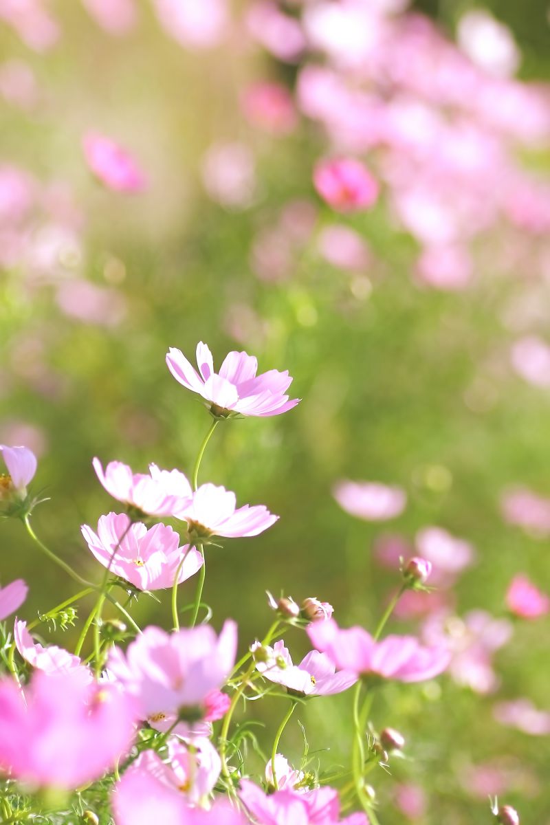 Autumn wind. | GANREF