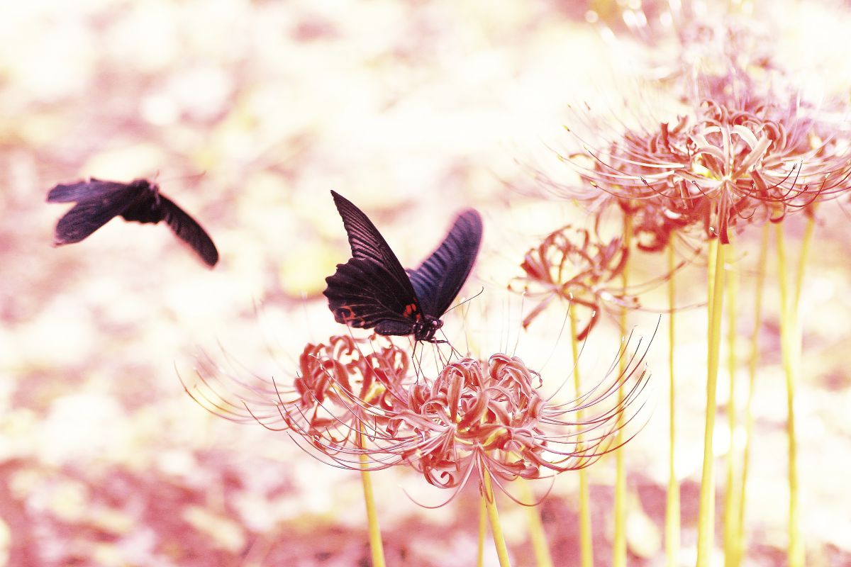 Red paradise. | GANREF