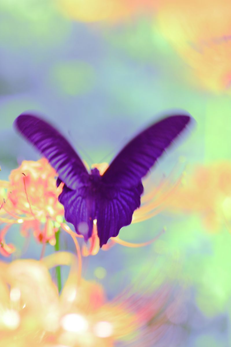 Mellow dream. | GANREF