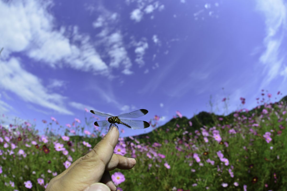 ビーマイ フレンドtake2 | GANREF