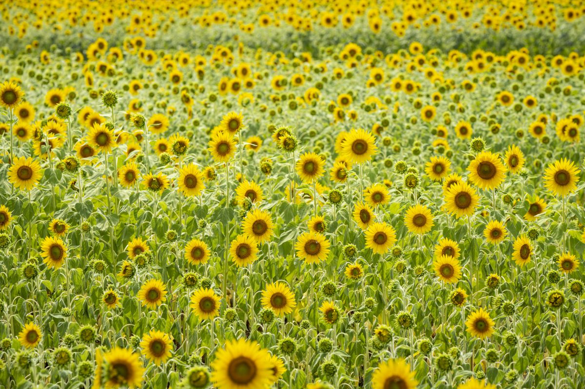 ひまわりがいっぱいだ!! | GANREF