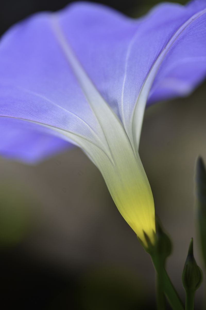 ガレのランプの様に | GANREF