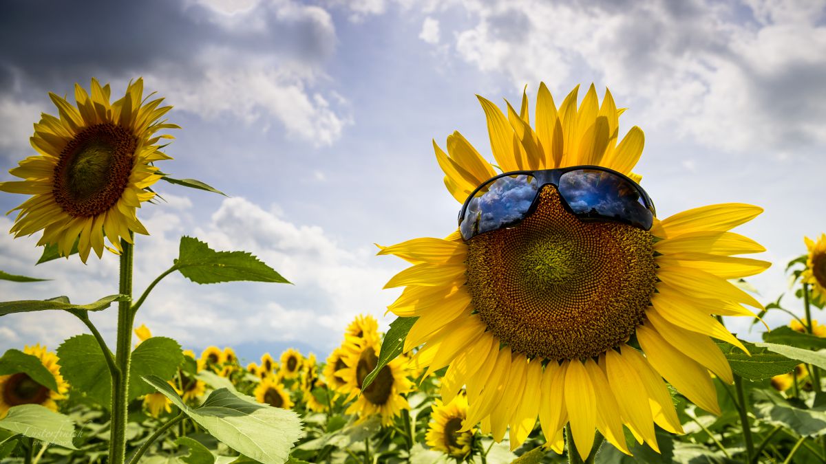 Hey hey hey... | GANREF